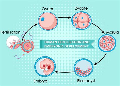 Human Fertilization And Embryonic Development A Detailed Diagram Guide