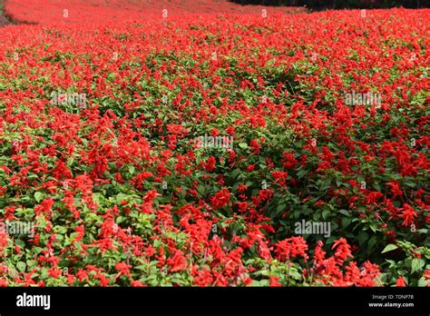 String Of Red Flowers Stock Photo Alamy