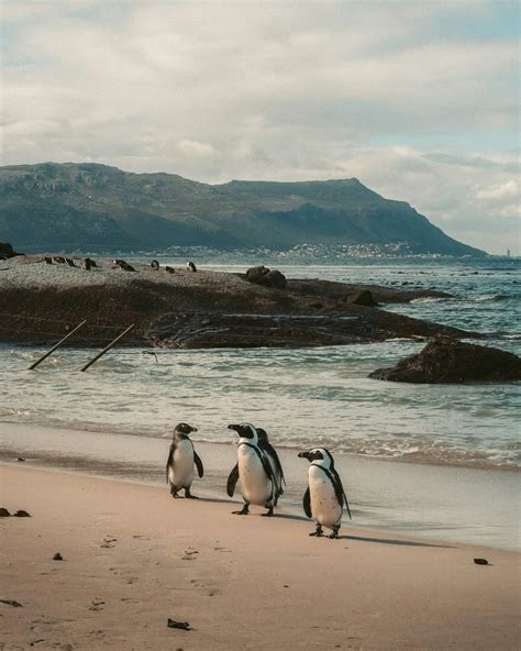 South Africa Travel Guide 2026 — Safari Cape Town And Tips Atravelq