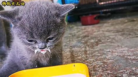 猫：二狗子，敢动不？狗子：不敢动，真不敢动！