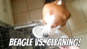 Beagle Tackles Cleaning Duties As An Overly Eager Helper