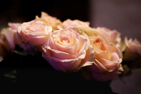 부드러운 초점으로 촬영한 분홍 장미 클로즈업 · 무료 스톡 사진