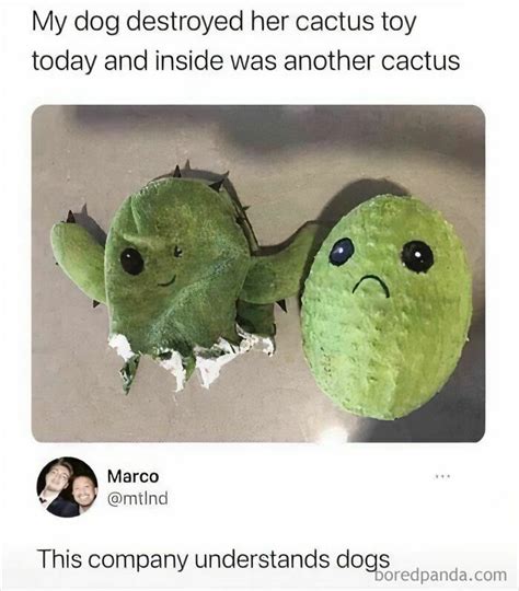 97 Funny And Adorable Animal Memes To Brighten Your Day Bored Panda