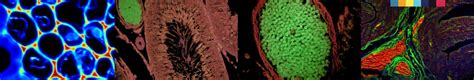 Fluorescence Illuminates Biological Processes And Materials Iss Inc