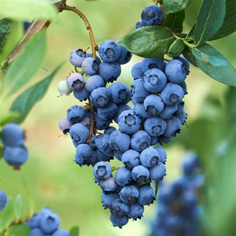 The Old Farmers Almanac Bluecrop Blueberry Bare Roots For Planting
