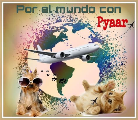 Viajar En Avión Con Mi Máscota Buenas Noches Alguien A Viajado