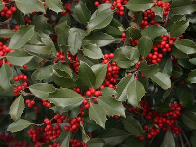 Holly Description Trees Facts And Species Britannica
