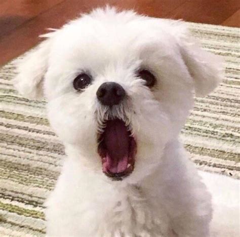 타르코프 역시 비버집 지을땐 템때문에 빡친다