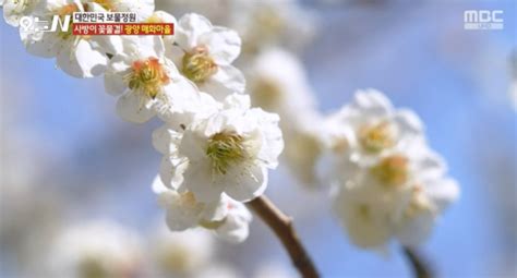 오늘n 대한민국 보물정원 광양 매화나무 홍쌍리 매화정원 위치 여행 다이어리