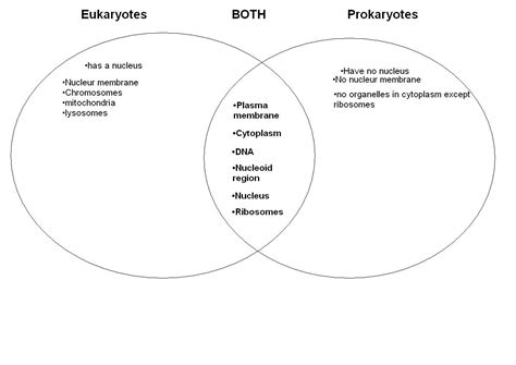 Venn Diagram Of Prokaryote And Eukaryote
