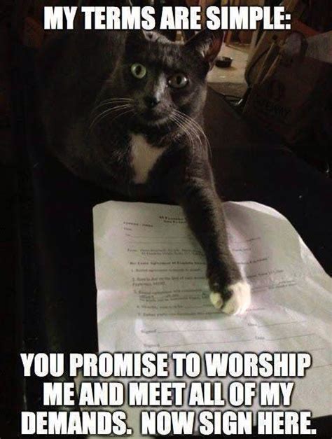 51 Funny Cat Memes That Will Make Your Day A Little Better
