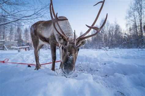 Best Time To Visit Finland Month By Month Local Guide