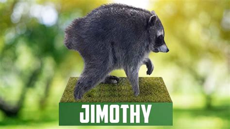 Jimothy The Raccoon Honored With New Bobblehead How To Get One
