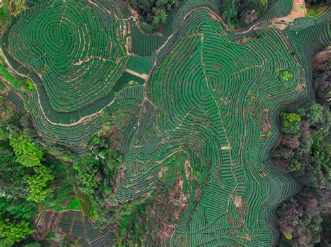 Tea Garden Presents Vibrancy Of Spring In Sichuan Cgtn