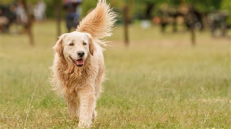 Golden Retriever And Duck Bestie Reunite After 8 Whole Hours And The