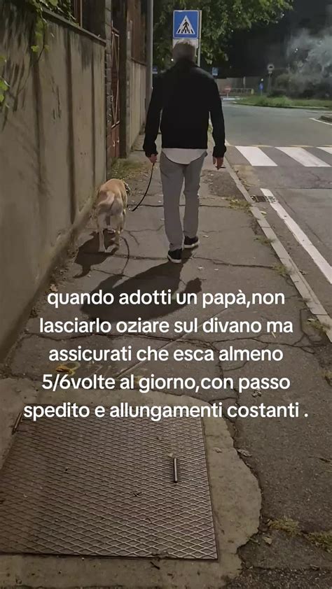 Tratto Da Una Storia Vera Fyp Vip Labrador Trend Viral Tiktok