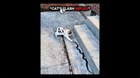 Cats 999 Iq Flash Reflexes 🐈⚡ Shorts Youtube