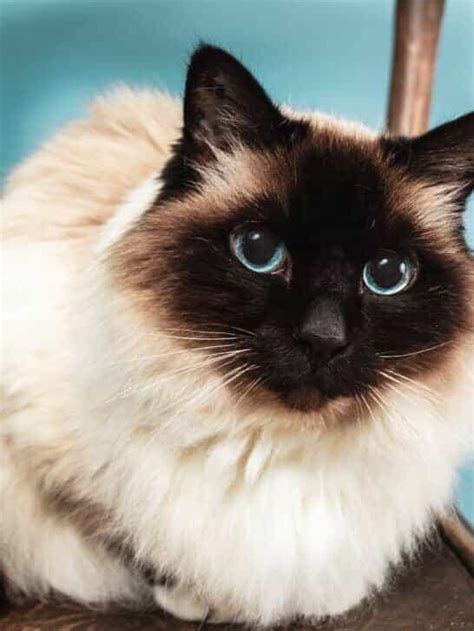 10 Best Cat Breeds For Families In The Usa Newsbreak