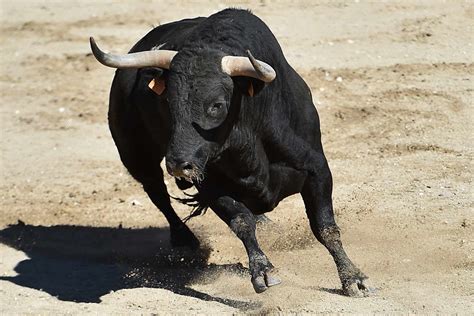 Bull Rider 25 Hospitalized After Being Thrown And Trampled At Rodeo