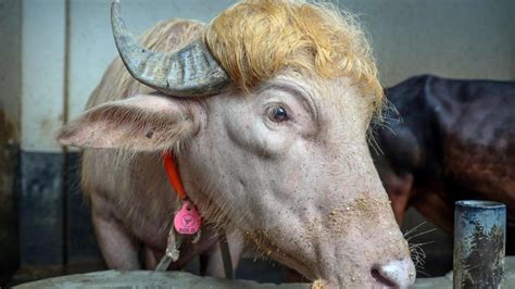 Un Búfalo Albino Parecido A Donald Trump La Nueva Sensación Viral De