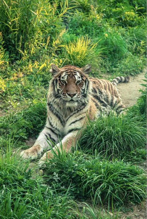 Uk Wildlife Park Reveals What Will Happen To Tiger After Man Died