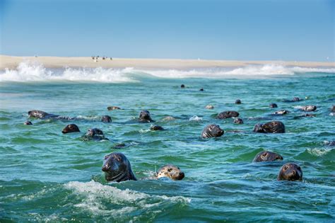 Cape Cod May Have The Highest Density Of Great White Sharks In The World National Geographic