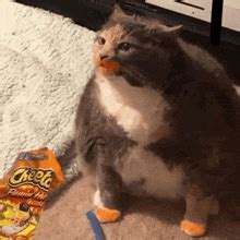 Cheetos S Tenor