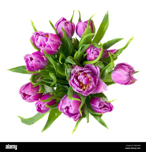 Vivid Purple Blooms Cut Out Stock Images Pictures Alamy