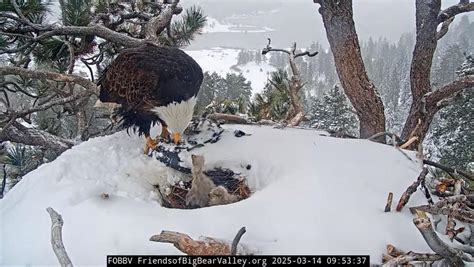 Live Big Bear Eagle Cams Jackie And Shadow Live Nest Cams