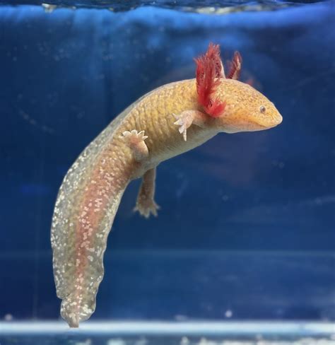 Spotted Copper Axolotl 20cm Female B Grade Autumn Axolotls