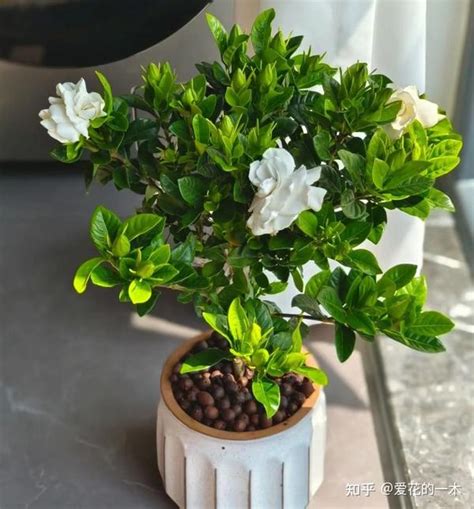 怎么养栀子花