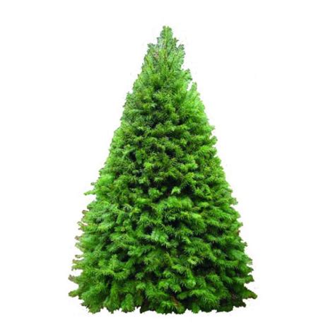 Reviews For 4 5 Ft Freshly Cut Live Pseudotsuga Douglas Fir Christmas