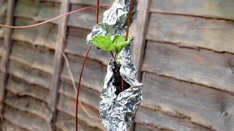 It S Perfectly Safe To Reuse Aluminum Foil