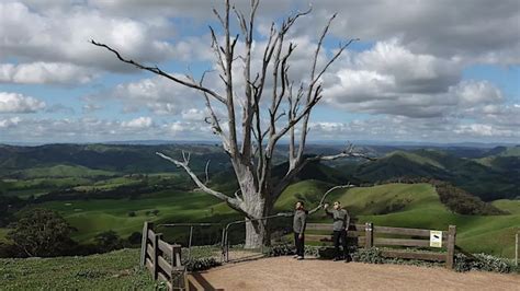 Locals Use Roadkill To Deter Viral Influencers At Victorian Lookout News