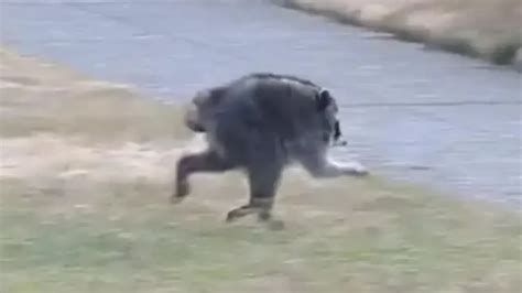The Sad Story Behind Seattles Mutant Racoon Jimothy Spotted