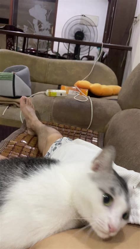 和我家小胖猫一起坐车兜风，这种感觉也太幸福了吧带猫骑行 猫咪 猫包 抖音