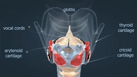 Pitches Of Voice Stock Videos Royalty Free HD K Videos Pond