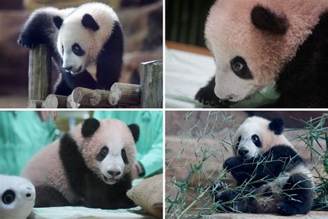 Cgtn On X Meet Indonesias Fluffy Panda Star As The First Panda Cub