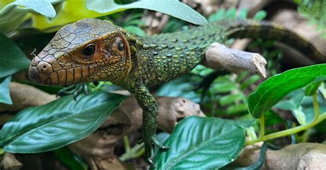 Discover The Fascinating World Of Xyz Reptiles Today Galactic Hub