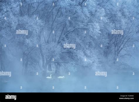 Fog Pine Swan In Yining Swan Springs Xinjiang Stock Photo Alamy