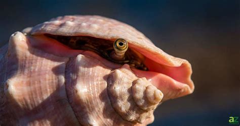 Inside The Mobile Hatchery Restoring Caribbean Conch Yahoo News Singapore