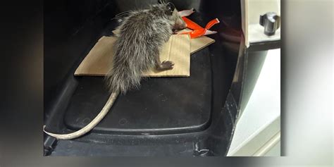 Live Opossum Captured Near Hilo Harbor Hawaii News Now