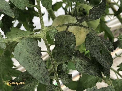Milk Spray In Gardening A Practical Guide — Seedy Farm