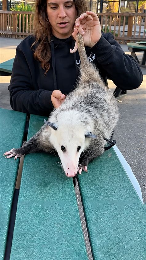 Why This Grumpy Opossum Is The Uss Only Native Marsupial