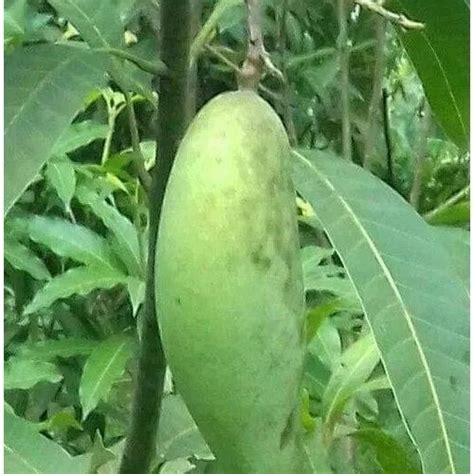 Fruit Plants In Jaipur Latest Price And Mandi Rates From Dealers In Jaipur