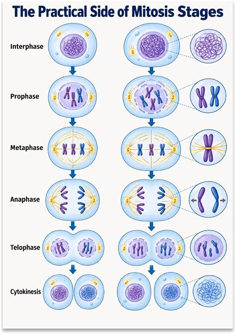 The Practical Side Of Mitosis Stages Educational Poster