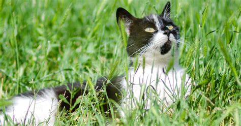 International Cat Day City Of Surrey