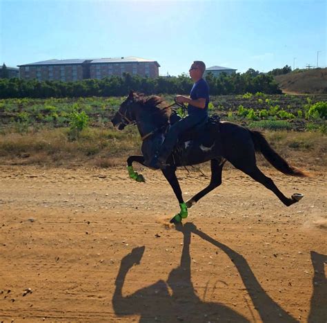 Black Lion Ran Klachuk
