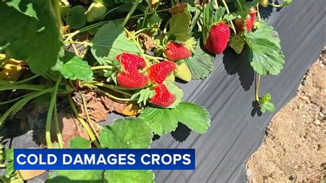 Recent Cold Snap Has Hit Some Crops In New Jersey Especially Hard