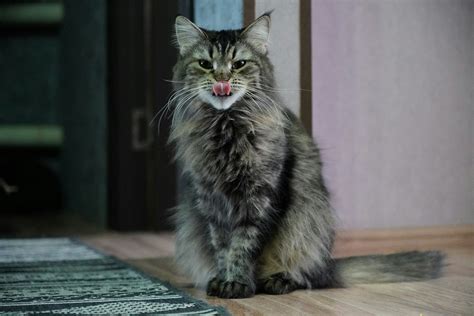 7 Chatty Cat Breeds That Never Stop “talking”